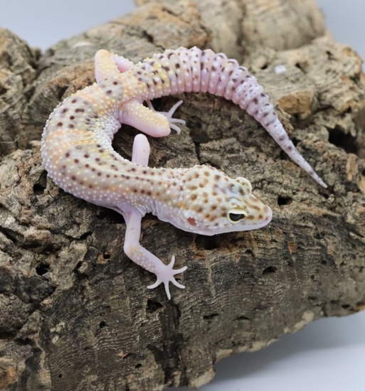 Tangerine Bell Snow Leopard Gecko by Roberson Reptiles