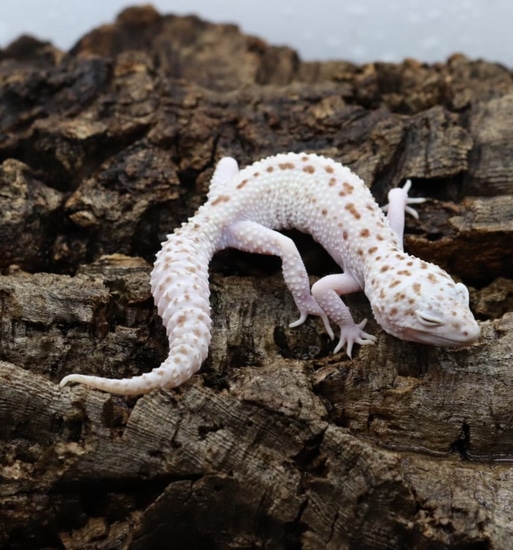 WY Bell Snow Leopard Gecko by Roberson Reptiles