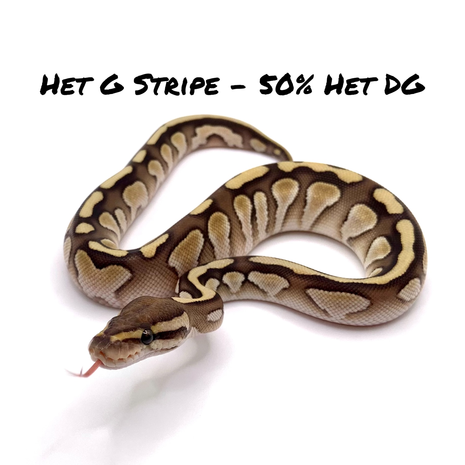 Butter Het G Stripe - 50% Het Desert Ghost Ball Python by Reagan Renee Royal Pythons - MorphMarket