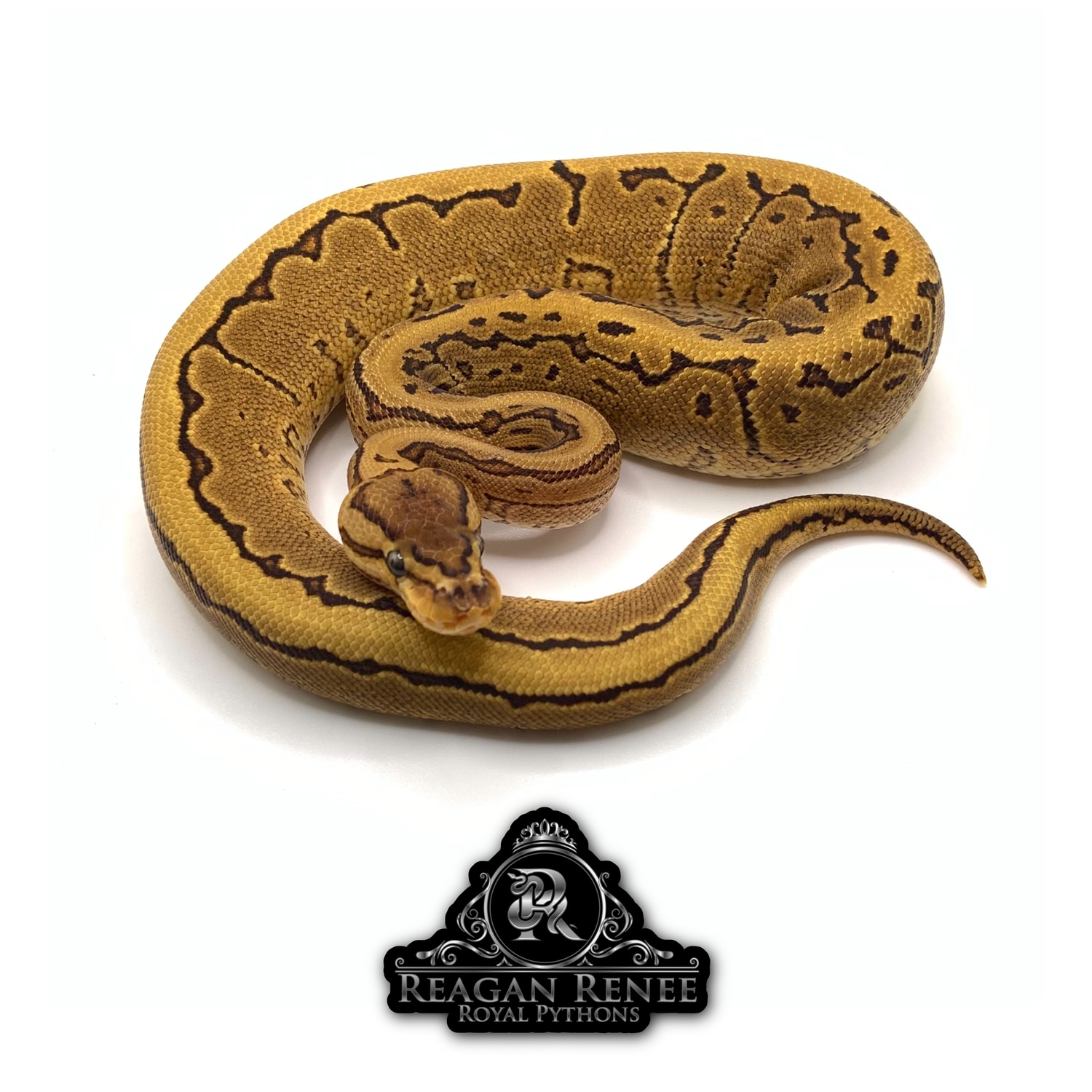YB Pin DH Candy Pied Ball Python by Reagan Renee Royal Pythons ...