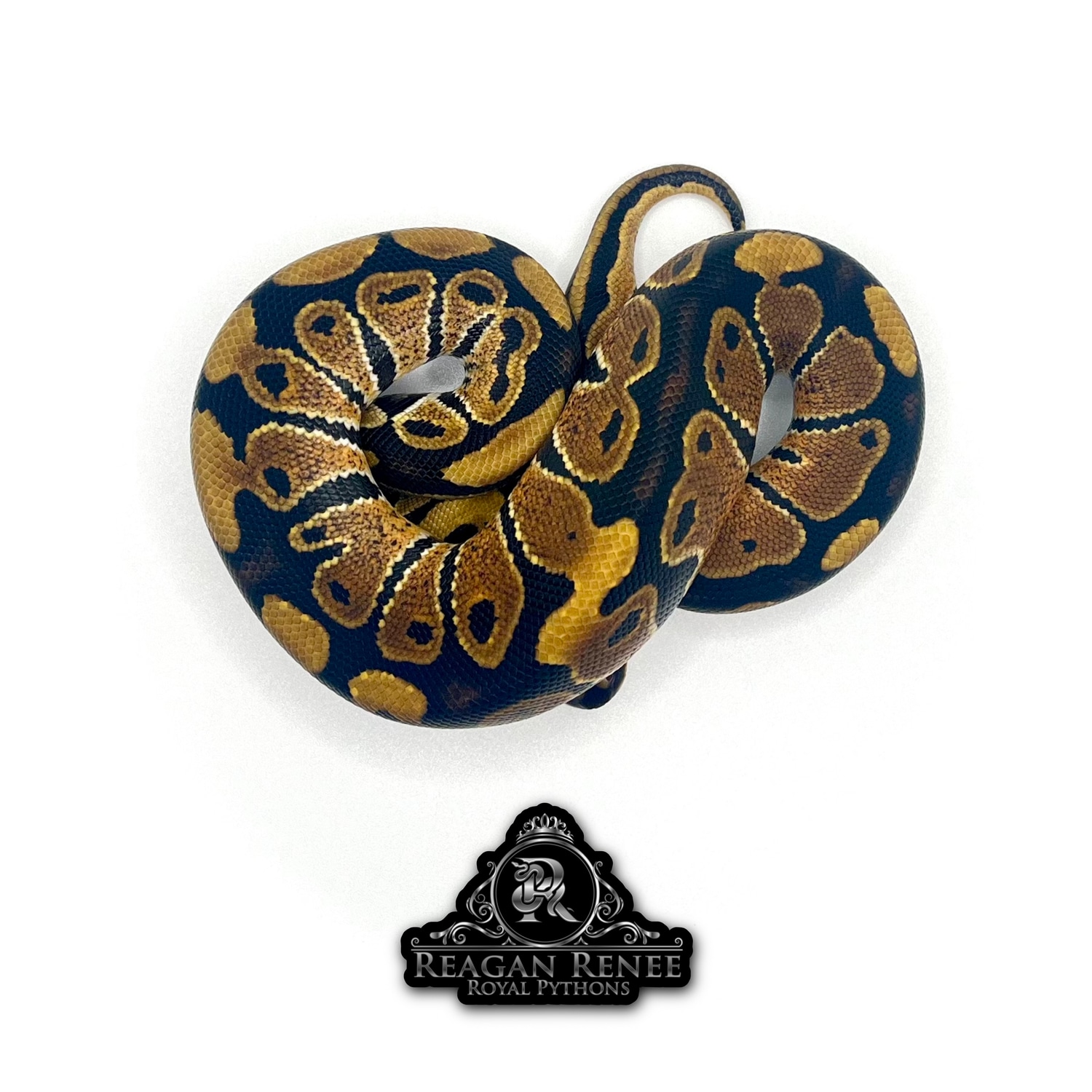 Blade DH Clown/Candy Ball Python by Reagan Renee Royal Pythons ...