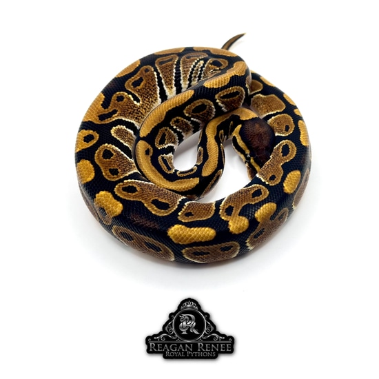 Het Clown Het Candy Ball Python by Reagan Renee Royal Pythons
