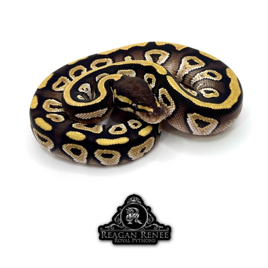 Mojave Het GStripe 50% Het DG Ball Python by Reagan Renee Royal Pythons