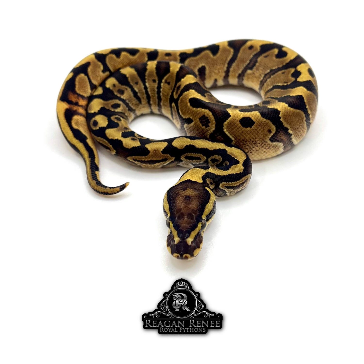Vanilla Enchi Het Candy Het Pied Ball Python by Reagan Renee Royal ...