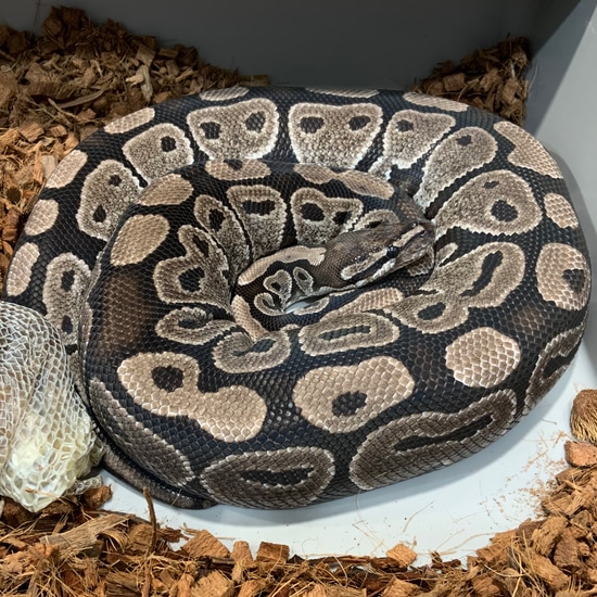 Axanthic (Vpi) Ball Python by Reagan Renee Royal Pythons
