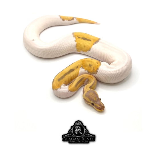 Candy Pied Ball Python by Reagan Renee Royal Pythons