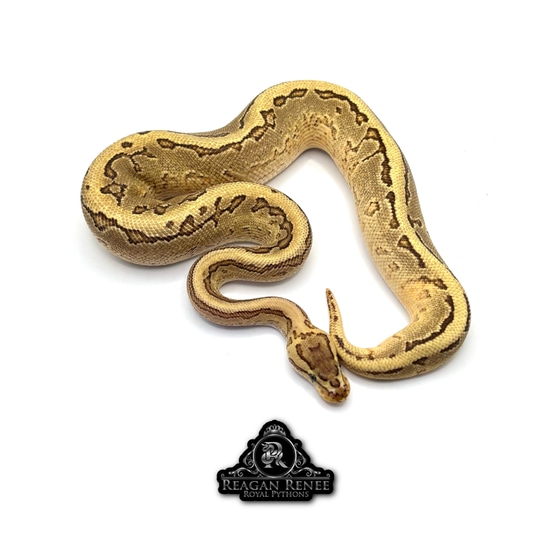 Fire YB Pin DH Candy Pied Ball Python by Reagan Renee Royal Pythons