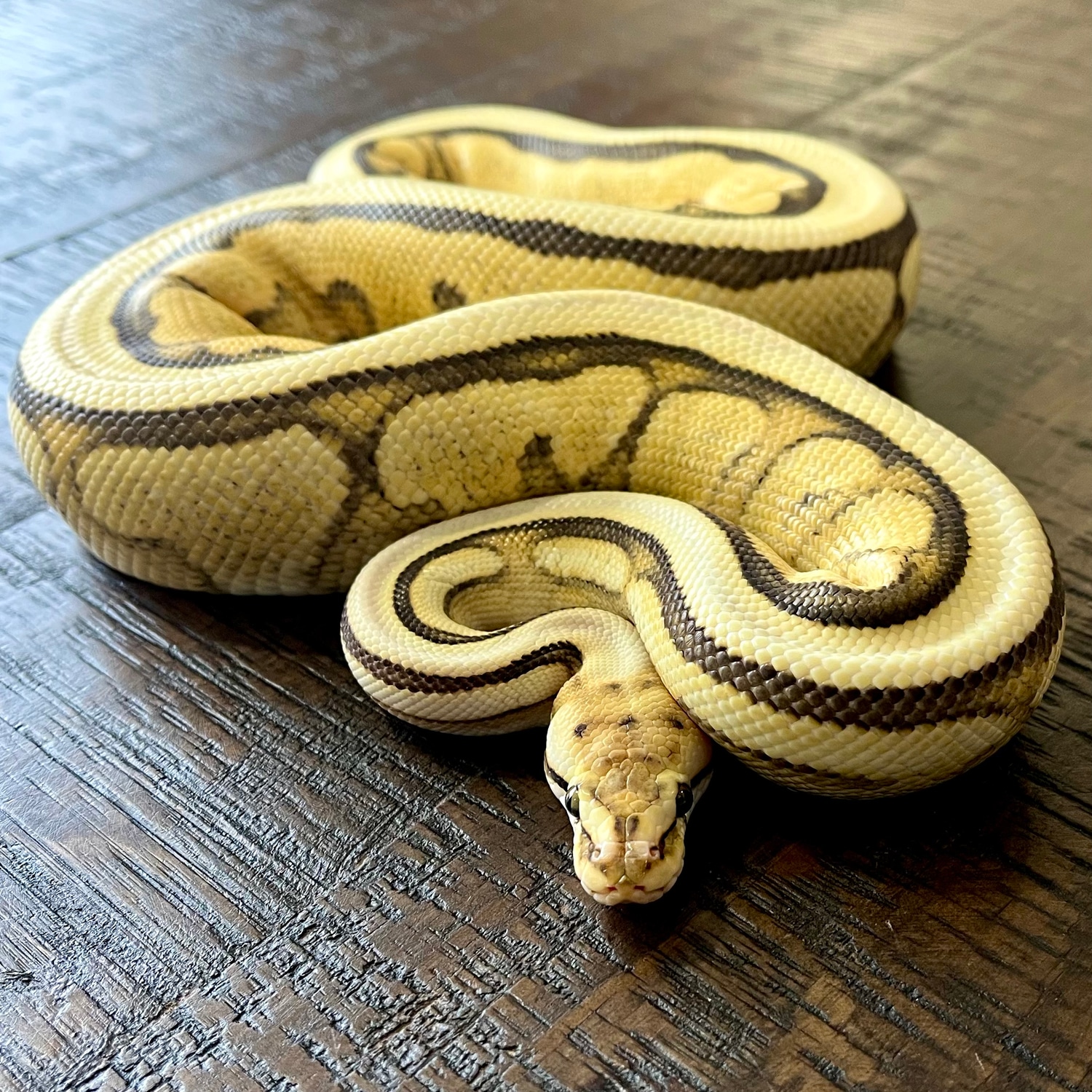 Red Stripe Spotnose YB DG G-Stripe Het Cryptic Ball Python by Reagan ...