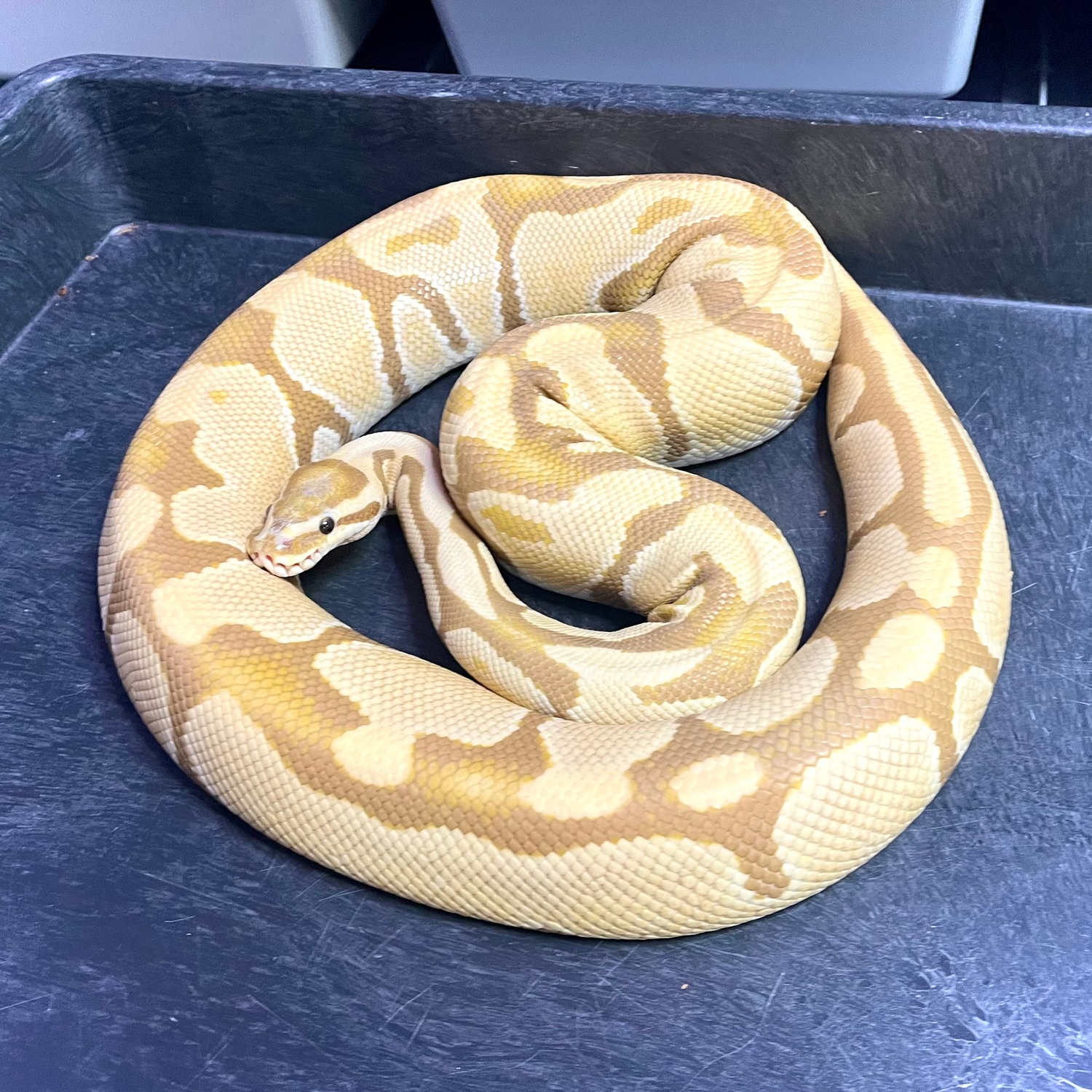 Proven Breeder Candy Ball Python by Reagan Renee Royal Pythons ...