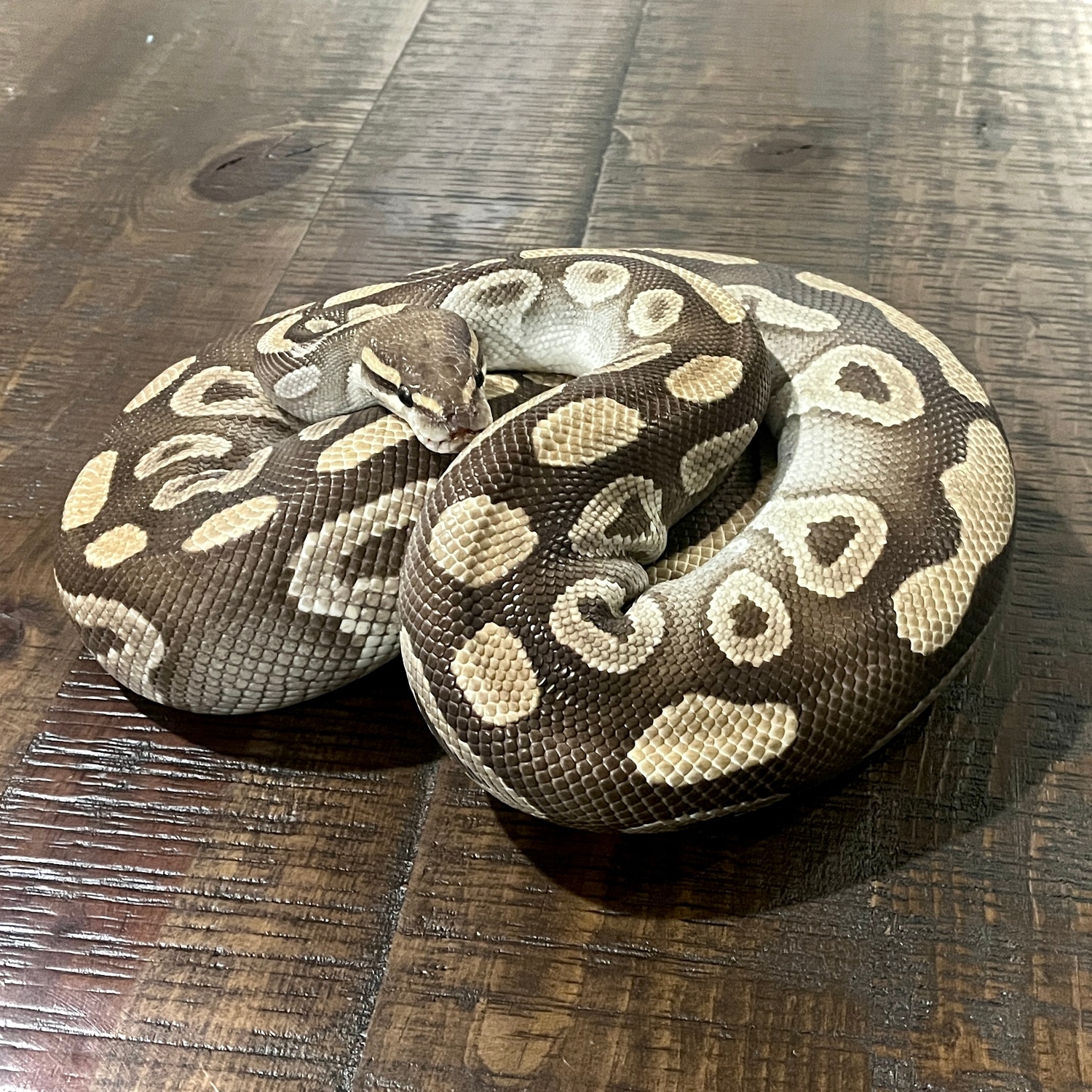 BIG Mojave Het DG Ball Python by Reagan Renee Royal Pythons - MorphMarket