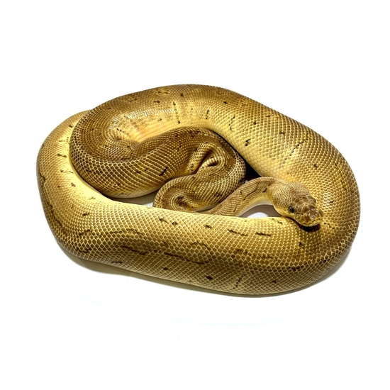 Pastel Pinstripe Clown Het Enhancer (DG) Ball Python by Reagan Renee ...
