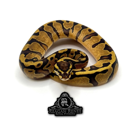 Vanilla Enchi Het Candy Het Pied Ball Python by Reagan Renee Royal Pythons