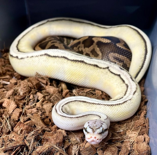 Pastel DG G-Stripe Het Cryptic Ball Python by Reagan Renee Royal Pythons