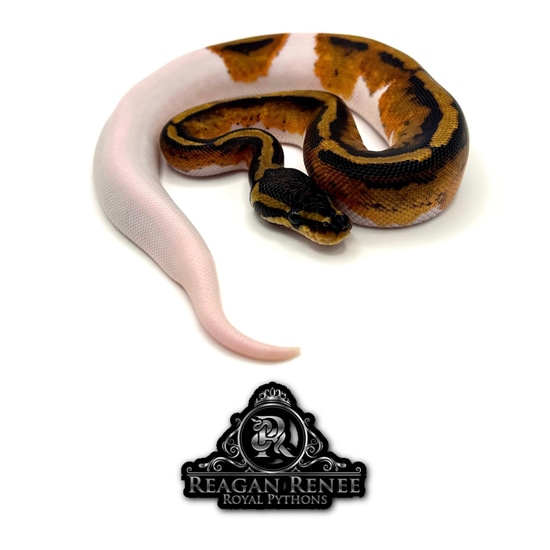 Pied Het Candy Ball Python by Reagan Renee Royal Pythons