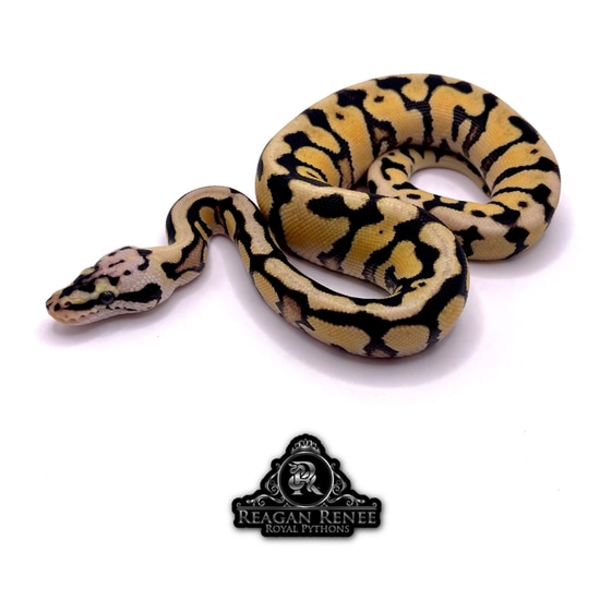 Firefly Red Stripe Spotnose Triple Het DG/G-Stripe/Clown Ball Python by ...