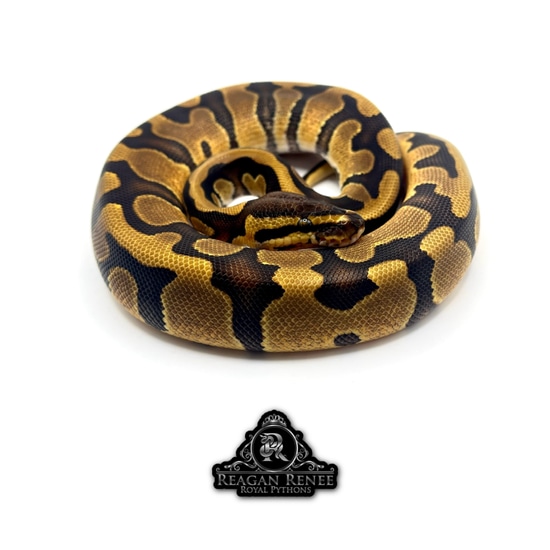 Enchi Triple Het DG G-Stripe Pied Ball Python by Reagan Renee Royal Pythons