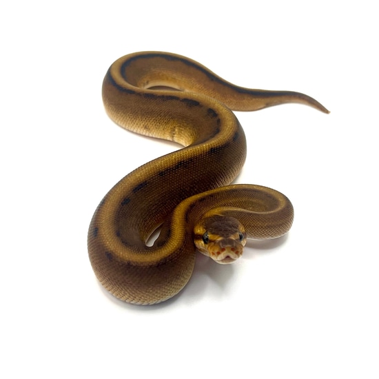 Red Stripe G-Stripe Het Clown Ball Python by Reagan Renee Royal Pythons