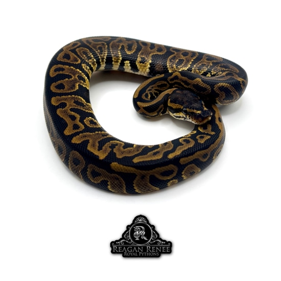No Reserve 4.0 Leopard & Spotnose 66% Het Candy 66% Het Clown Bundle ...