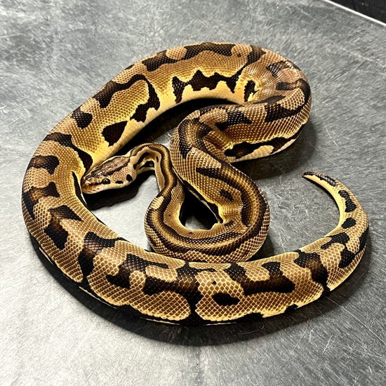 1.1 Breeder Adult Puzzle Clown Project Pair Ball Python by Reagan Renee ...