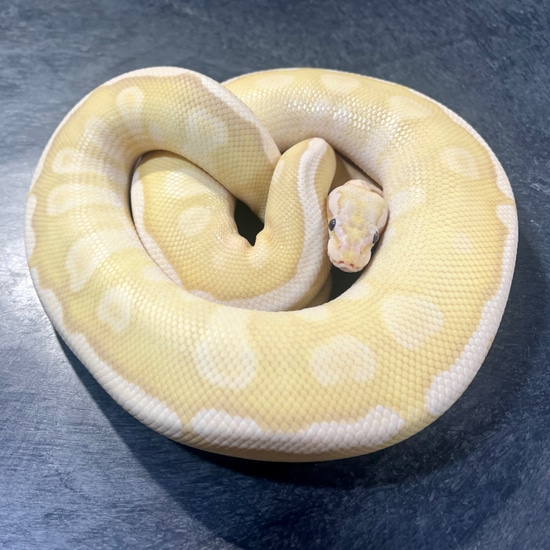 Super Banana GHI Mojave Pastel Het Clown Het Genetic Stripe Ball Python ...