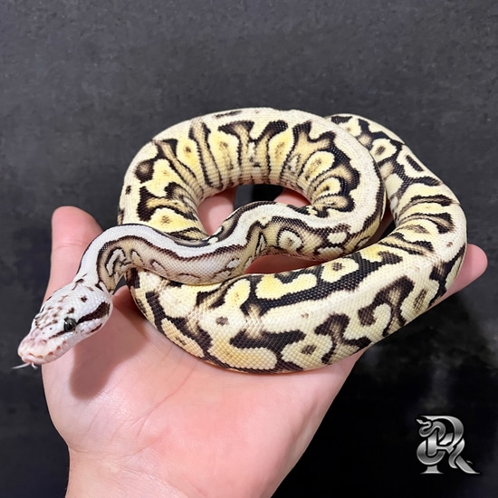 Firefly Red Stripe Spotnose YB Het DG G-Stripe Clown Ball Python by Reagan Renee Royal Pythons