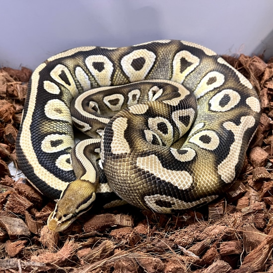 Pastel Mojave DH G-Stripe Clown Ball Python by Reagan Renee Royal Pythons