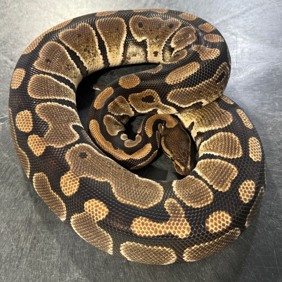Proven DH Clown G-Stripe Ball Python by Reagan Renee Royal Pythons