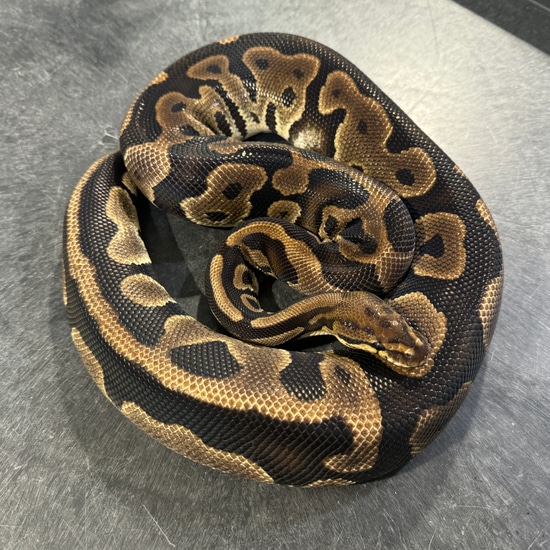 Proven Leopard Het Candy Het Clown Ball Python by Reagan Renee Royal ...