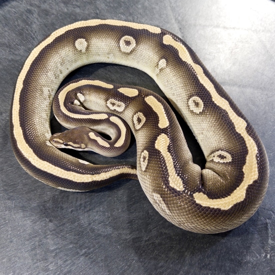 Proven Wookie Mojave Ball Python by Reagan Renee Royal Pythons