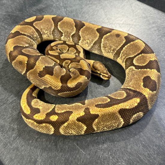 Proven Vanilla Enchi Het Candy Pied Ball Python by Reagan Renee Royal ...