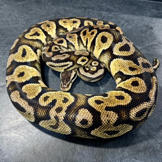 Gravel Pastel Het DG Ball Python by Reagan Renee Royal Pythons