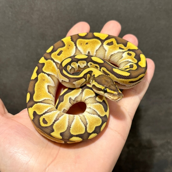Lesser Het Clown Het Puzzle Ball Python by Reagan Renee Royal Pythons