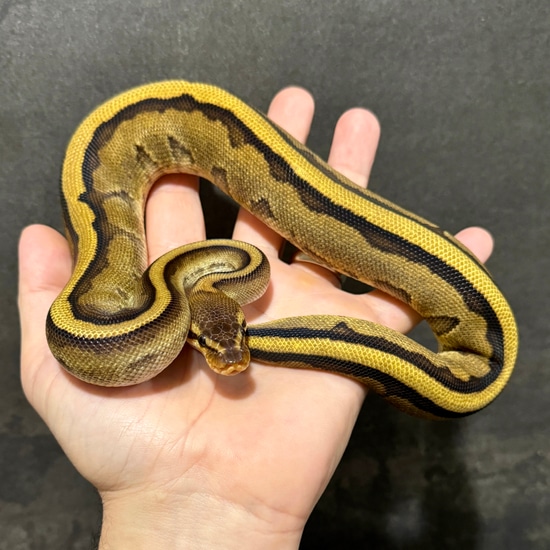 YB G-Stripe DH DG Clown Ball Python by Reagan Renee Royal Pythons
