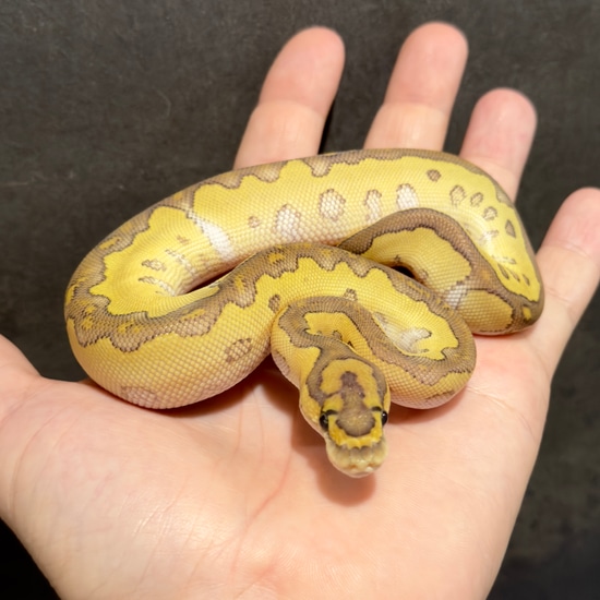Lesser Clown Het Puzzle Ball Python by Reagan Renee Royal Pythons