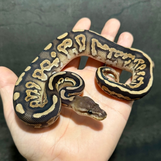 Cinnamon 100% Het Pied 50% Het Dg Clown & G-Stripe Ball Python by ...