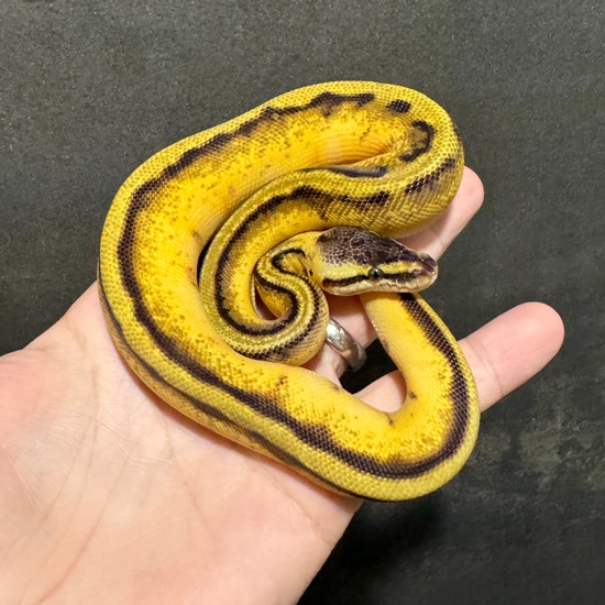 Pastel G-Stripe Ball Python by Reagan Renee Royal Pythons