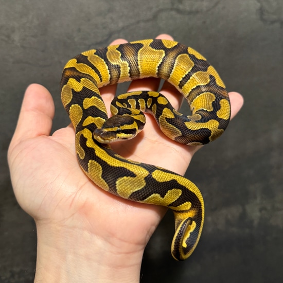 Enchi Het Pied 50% Het DG G-Stripe Clown Ball Python by Reagan Renee ...