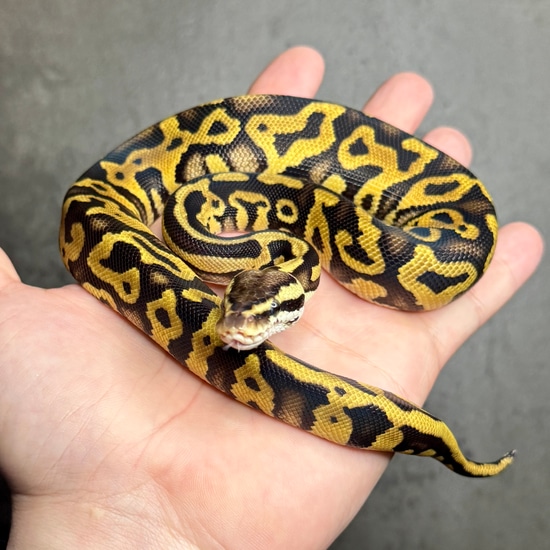 Pastel Leopard 66% Het G-Stripe 66% Het Clown 50% Het DG Ball Python by ...