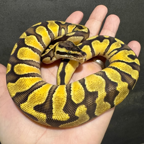Enchi Pastel DH G-Stripe Clown Ball Python by Reagan Renee Royal Pythons