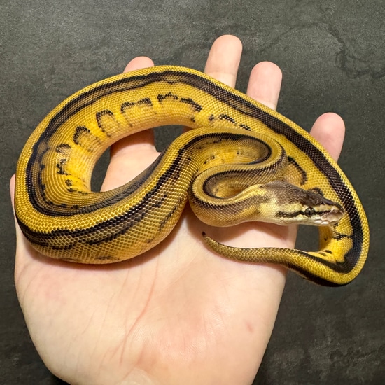 Leopard Pastel G-Stripe Het Clown Ball Python by Reagan Renee Royal Pythons
