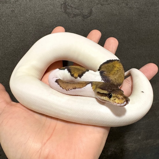 Cinnamon Pied Het DG Het G-Stripe Ball Python by Reagan Renee Royal Pythons