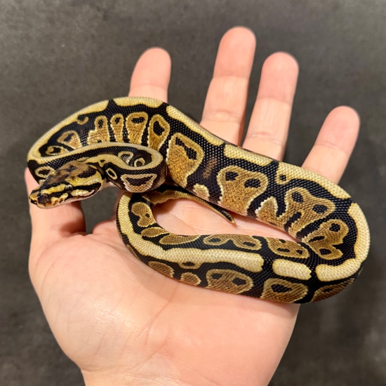 Spotnose RS Quad Het DG G-Stripe Pied Clown Ball Python by Reagan Renee ...