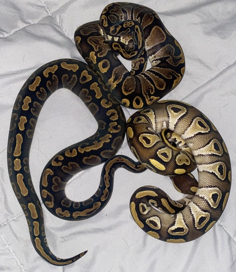 Group Ball Python by W.I.P. Ball Pythons