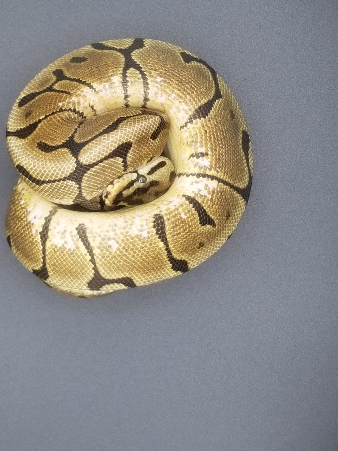 Spider Het Pied Ball Python by Genghisronreptiles - MorphMarket