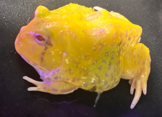 Pacman Pikachu High Yellow Pacman Frog by CBTexotics