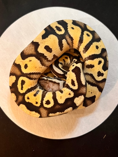 Fire Fly Het Clown Ball Python by R&R Ball Pythons and Cresties