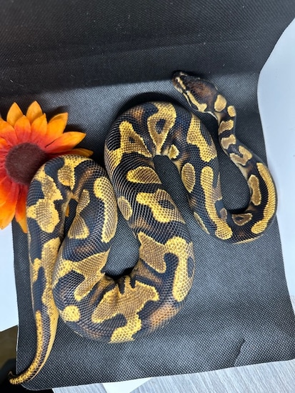 Cinnamon Od Yb Dh Clown Pie Pos Het Vpi Ball Python by CBTexotics