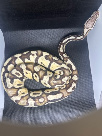 Firefly Het Clown Ball Python by CBTexotics