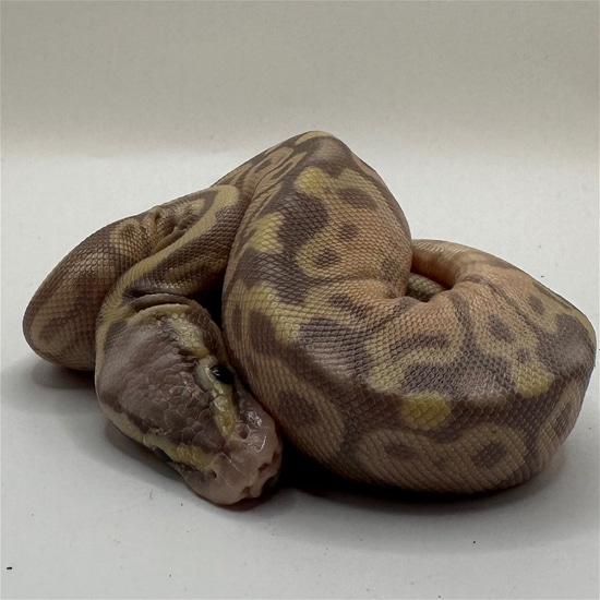 Pastel Banana 100% Het Clown Ball Python by Rat Smasher Ball Pythons