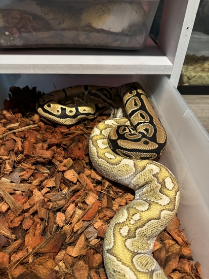 Drake Ball Python by R&G Pythons